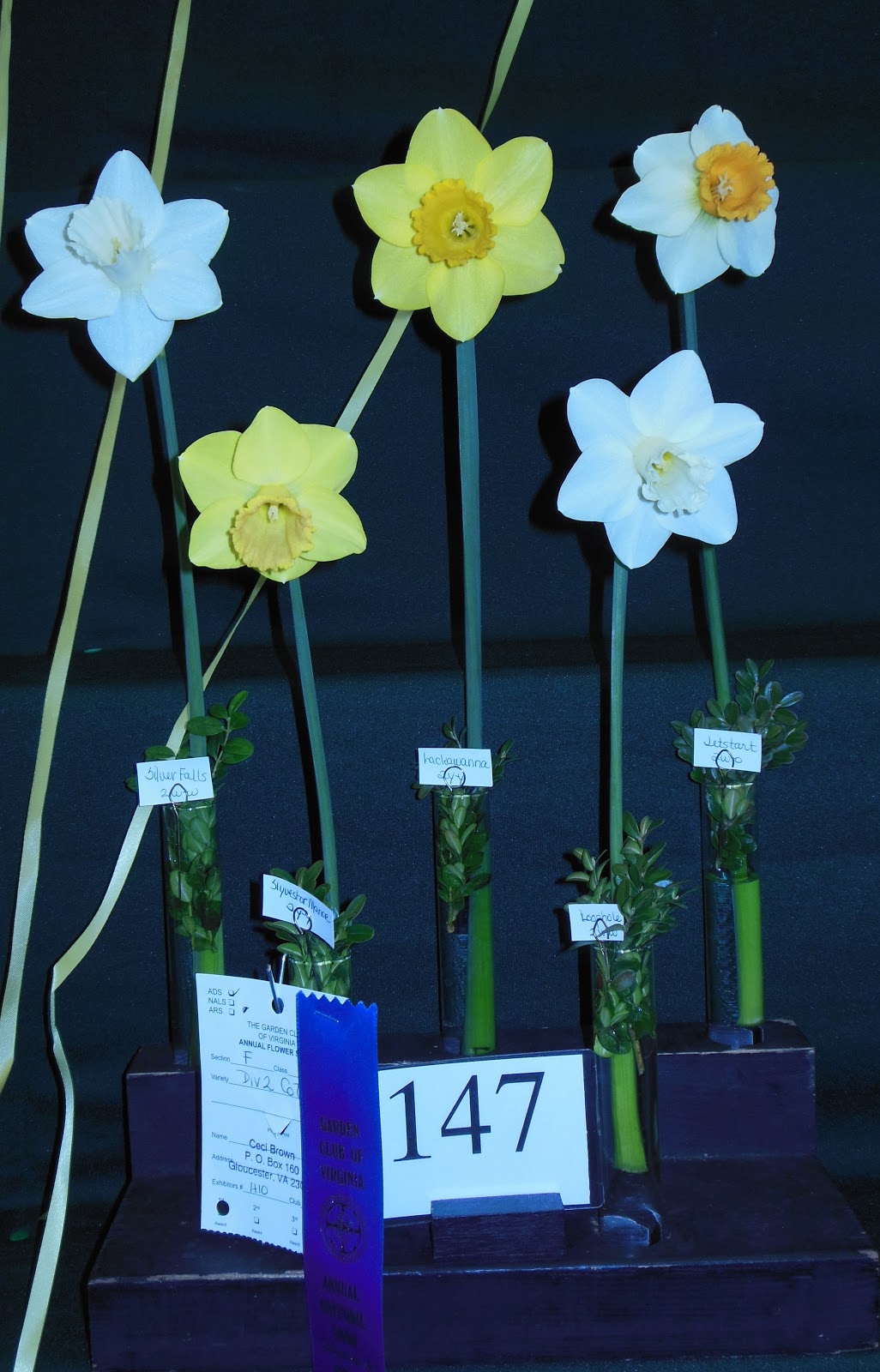 GLOUCESTER DAFFODIL SHOW