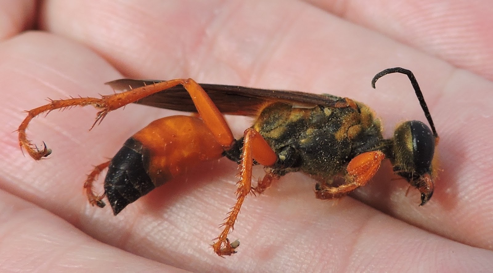 Springfield Plateau: Great Golden Digger Wasp