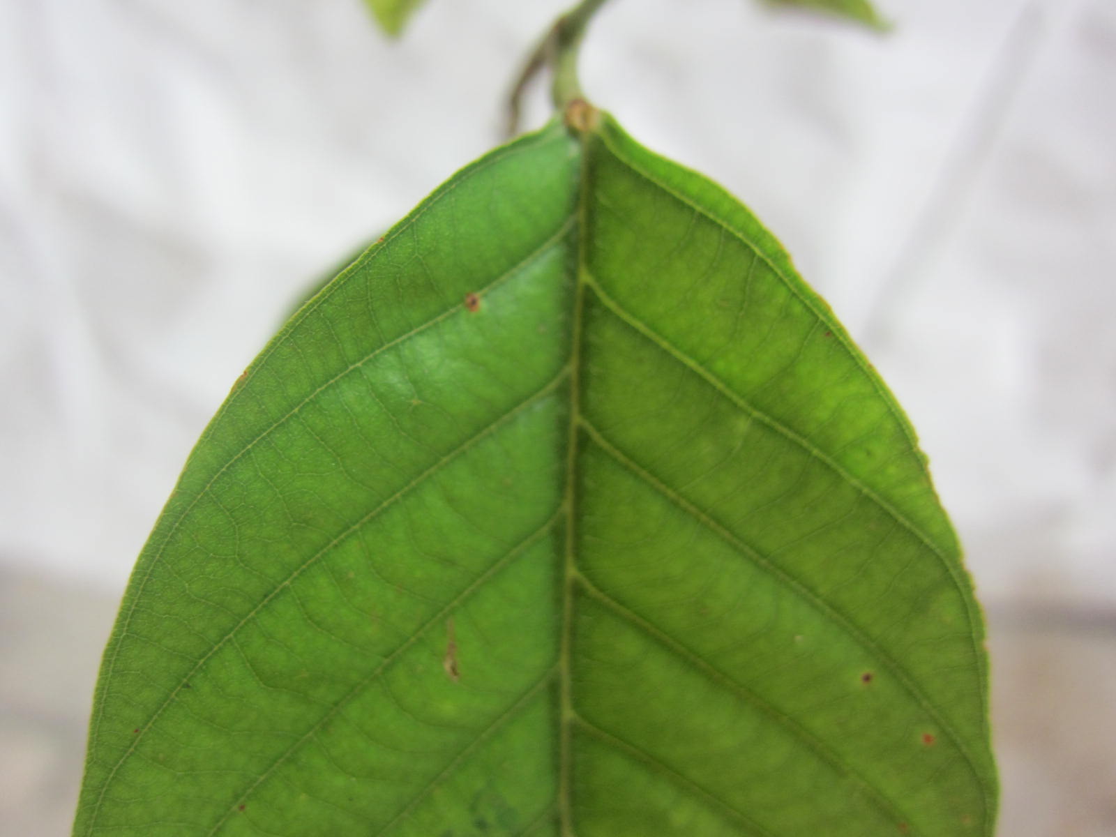 Pokok Meranti Tembaga