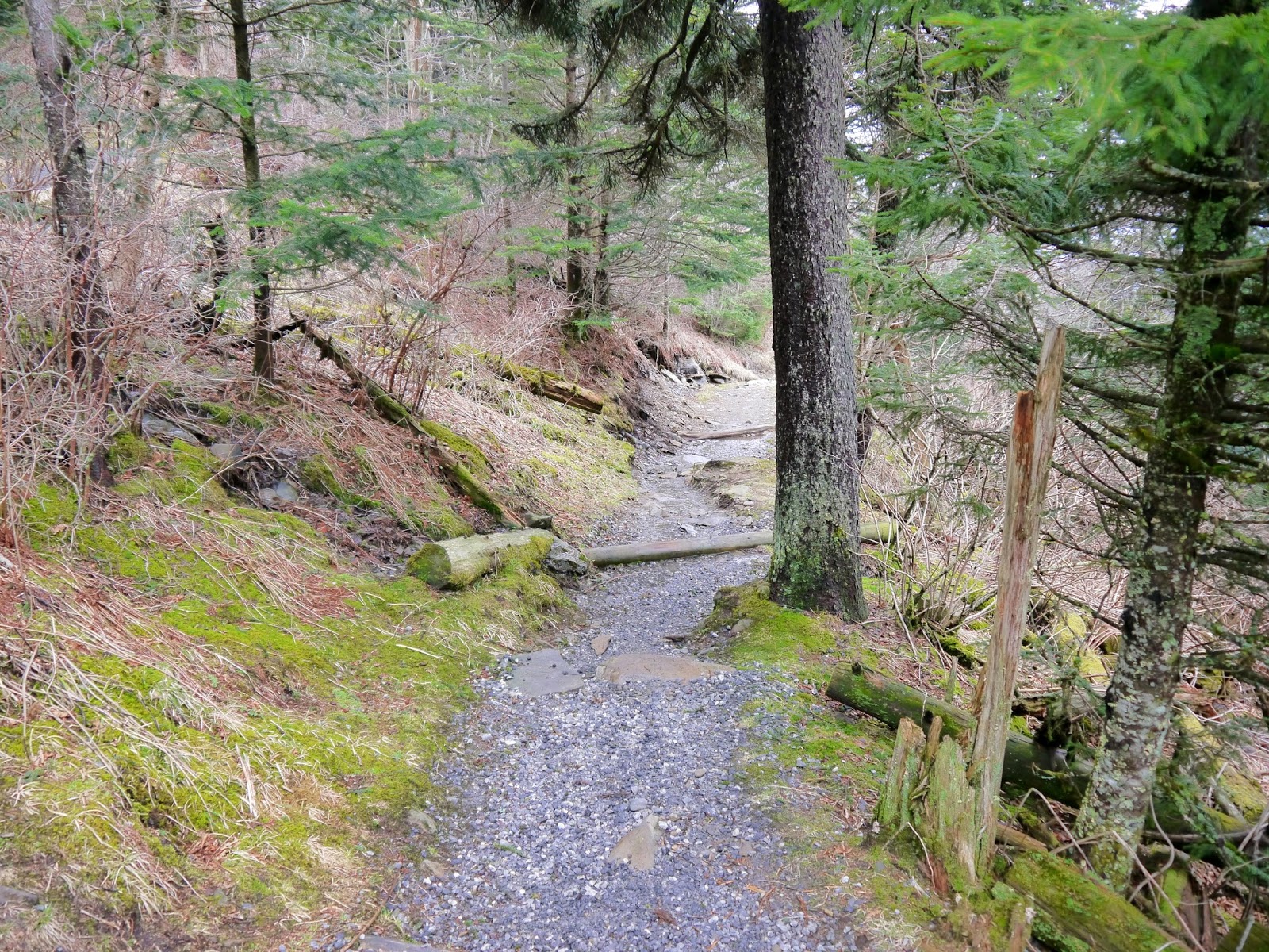 American Travel Journal: Forney Ridge Trail - Great Smoky Mountains ...