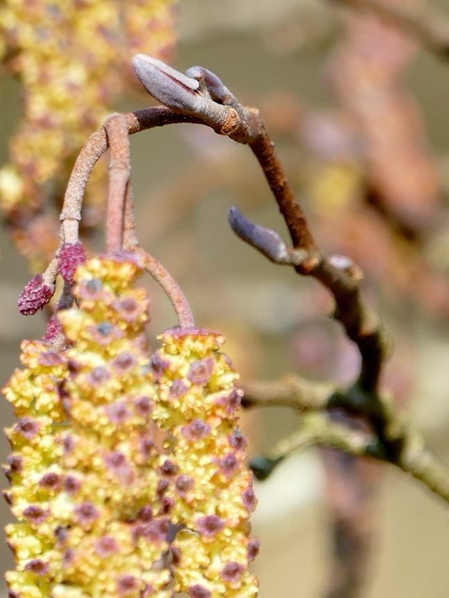 Peter Lovett's ramblings : "Mauve" and a Common Alder tree mauve ...