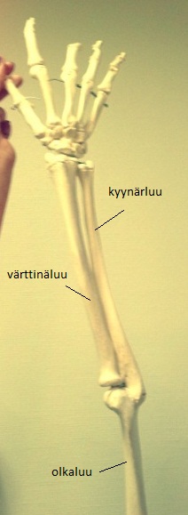 Kosmetiikkaneuvojaksi: ~ Käden luut