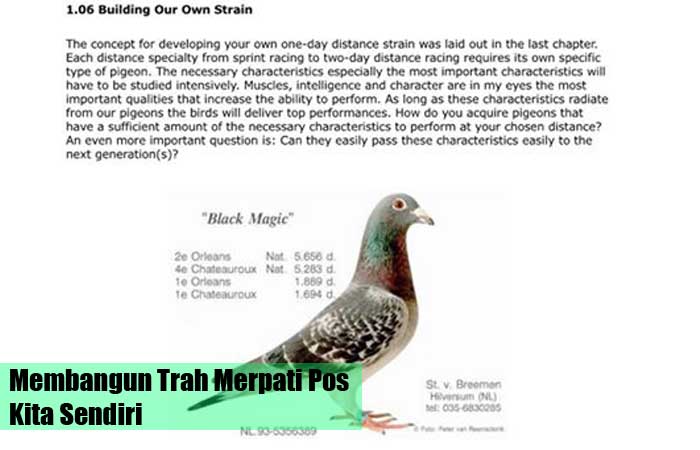 Membangun Trah Merpati Kita Sendiri - Jawa Bird