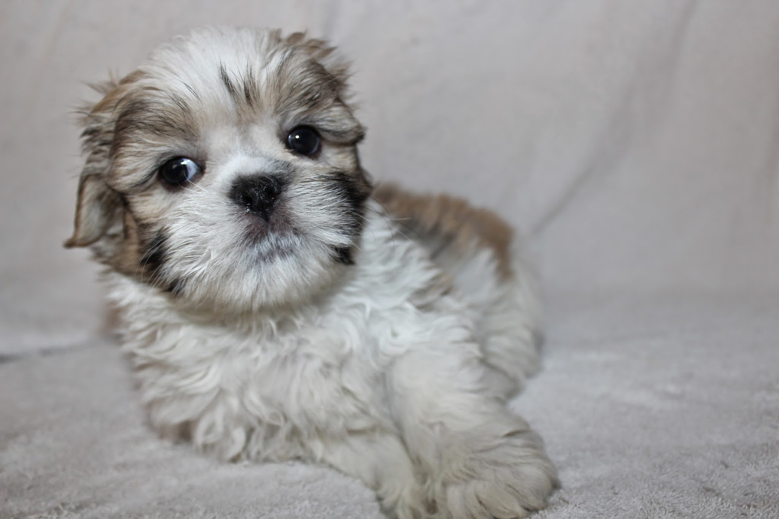 Lhasa Apso - Penny's Pups from birth to new homes: Lhasa Puppy pictures ...