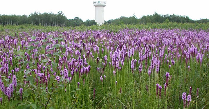 Bike WA to VT, Write History: McIntosh, Minnesota