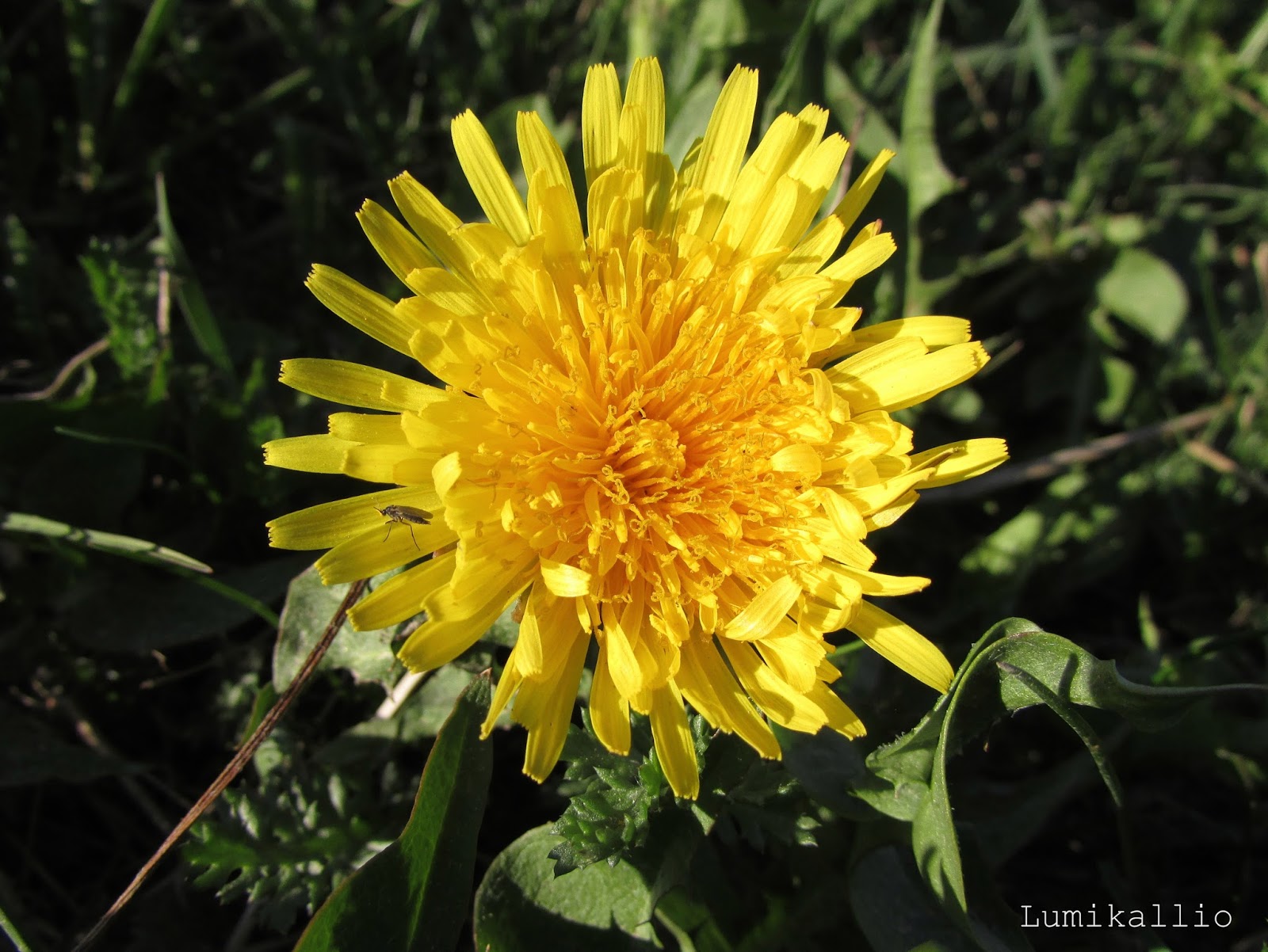 Toukokuu - Lumikallio