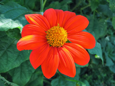 Rotary Botanical Gardens - Hort Blog: Tease Monarchs With Tithonia