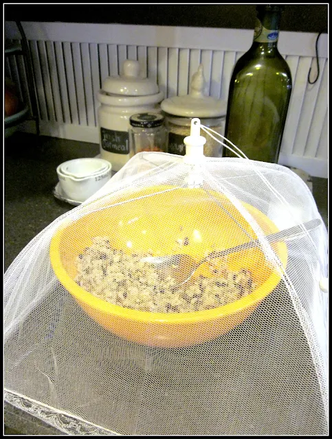 Keep the Bugs Off Your Food!