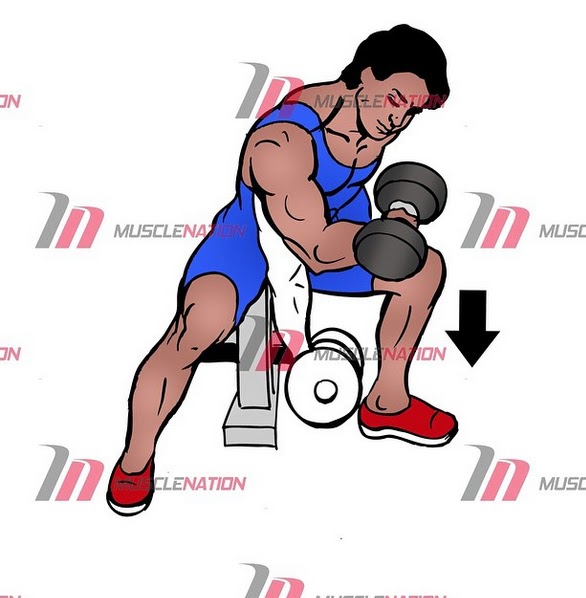 Concentration Curl | Gym Exercises Home