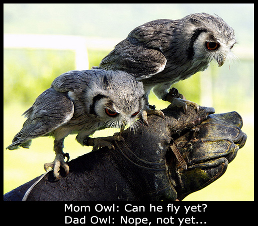 Earth~2~SD: Funny Bird Photos