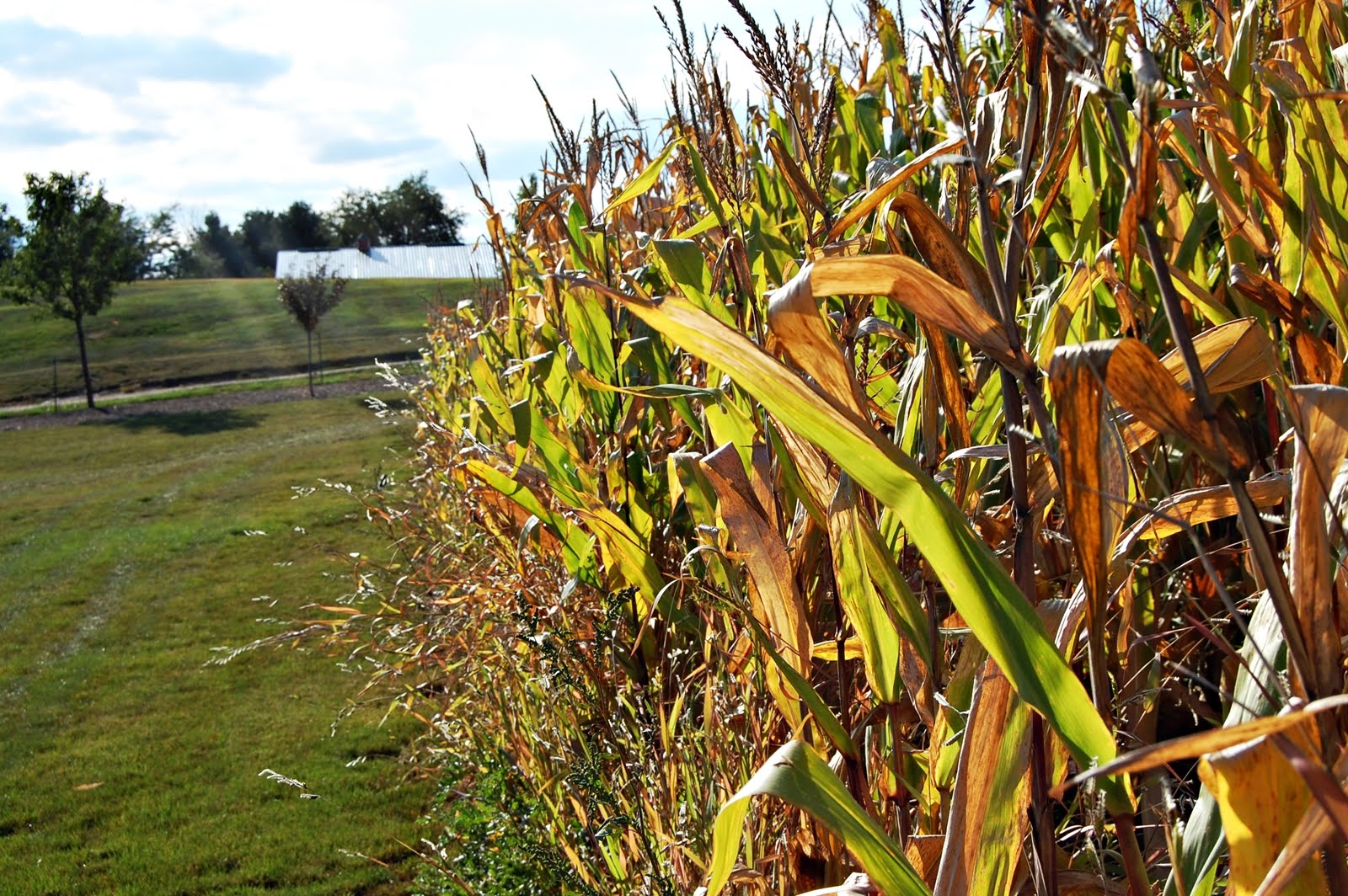 t(r)oymarbles: corn maze
