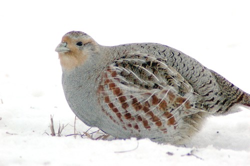Bike WA to VT, Write History: Lancaster, Minnesota