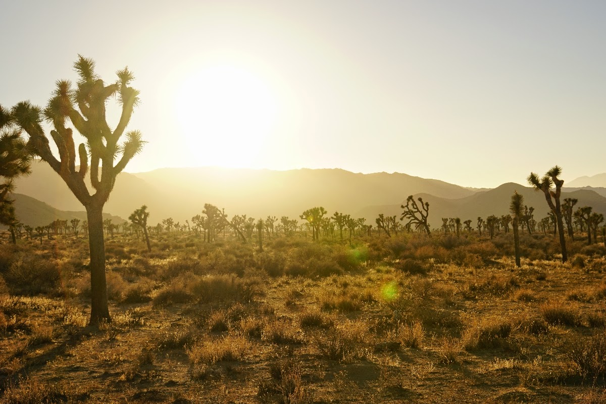 CSUS Praktikum: San Diego - Tijuana Mexiko - Joshua Tree National Park