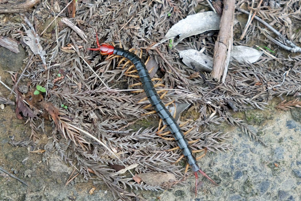 always further away from where I was: Shikoku Henro Michi // day 21 ...