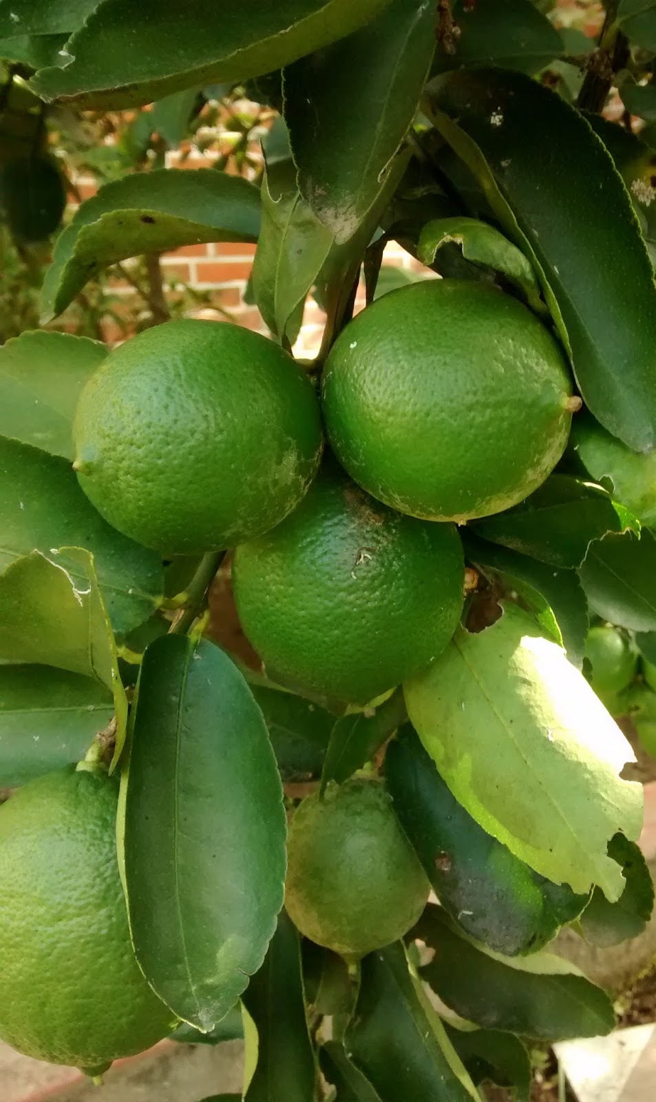 EL LIMON - LA MAGIA DE LO NATURAL