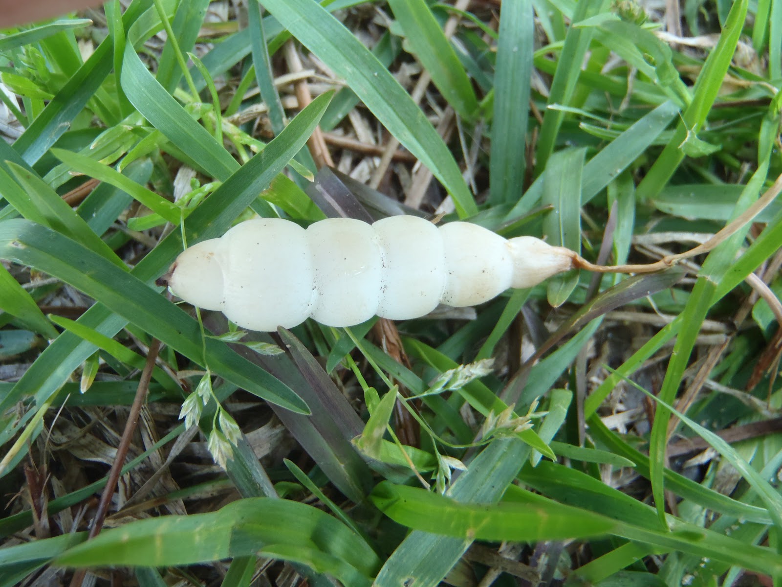 Beer, Banjos, Boats, and Biology: Spring Weeding = Free Food
