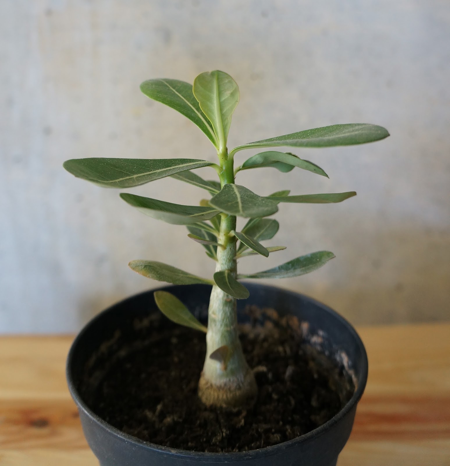ADENIUM OBESUM