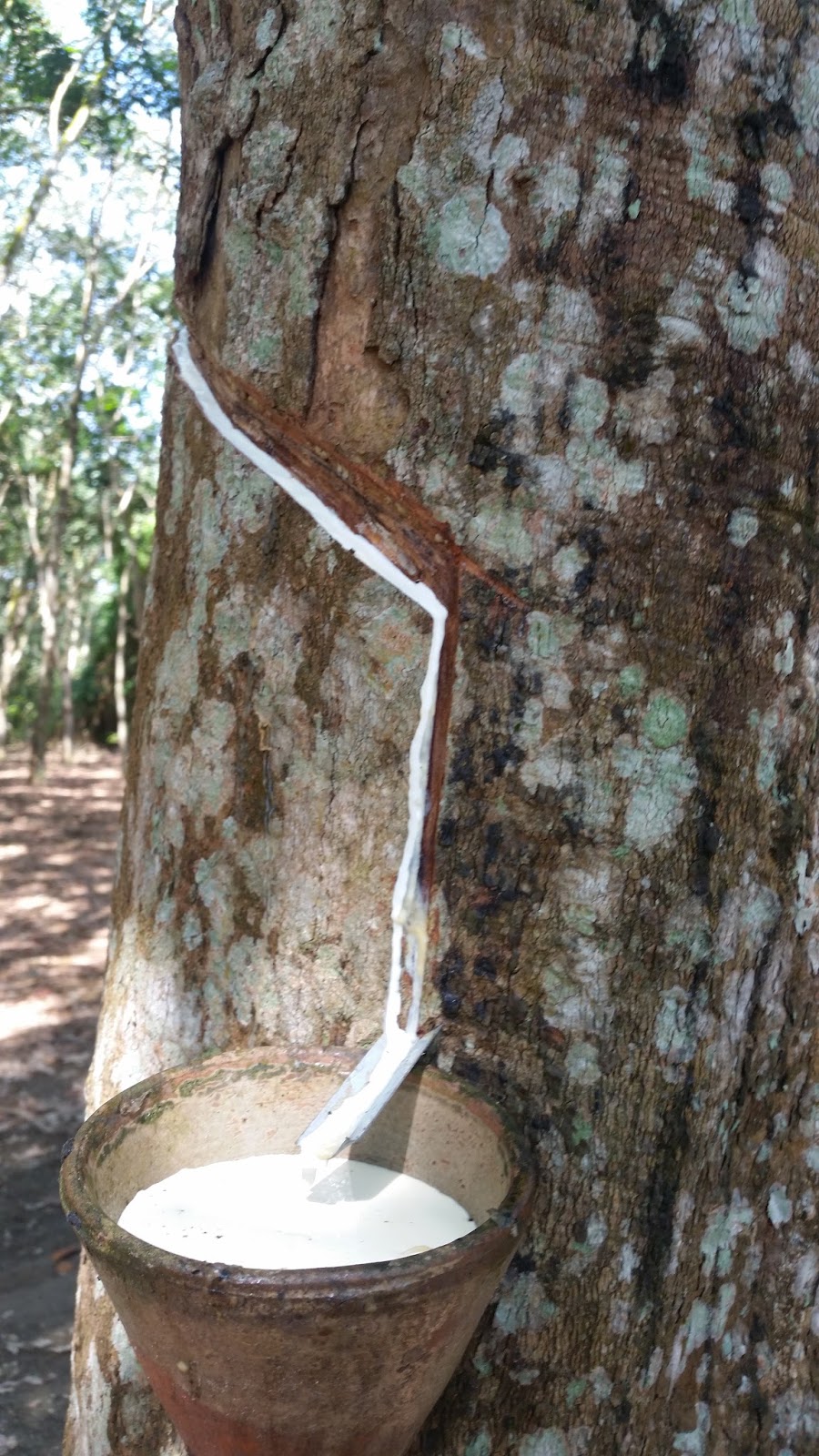 Warisan Petani: Harga Getah Naik 2