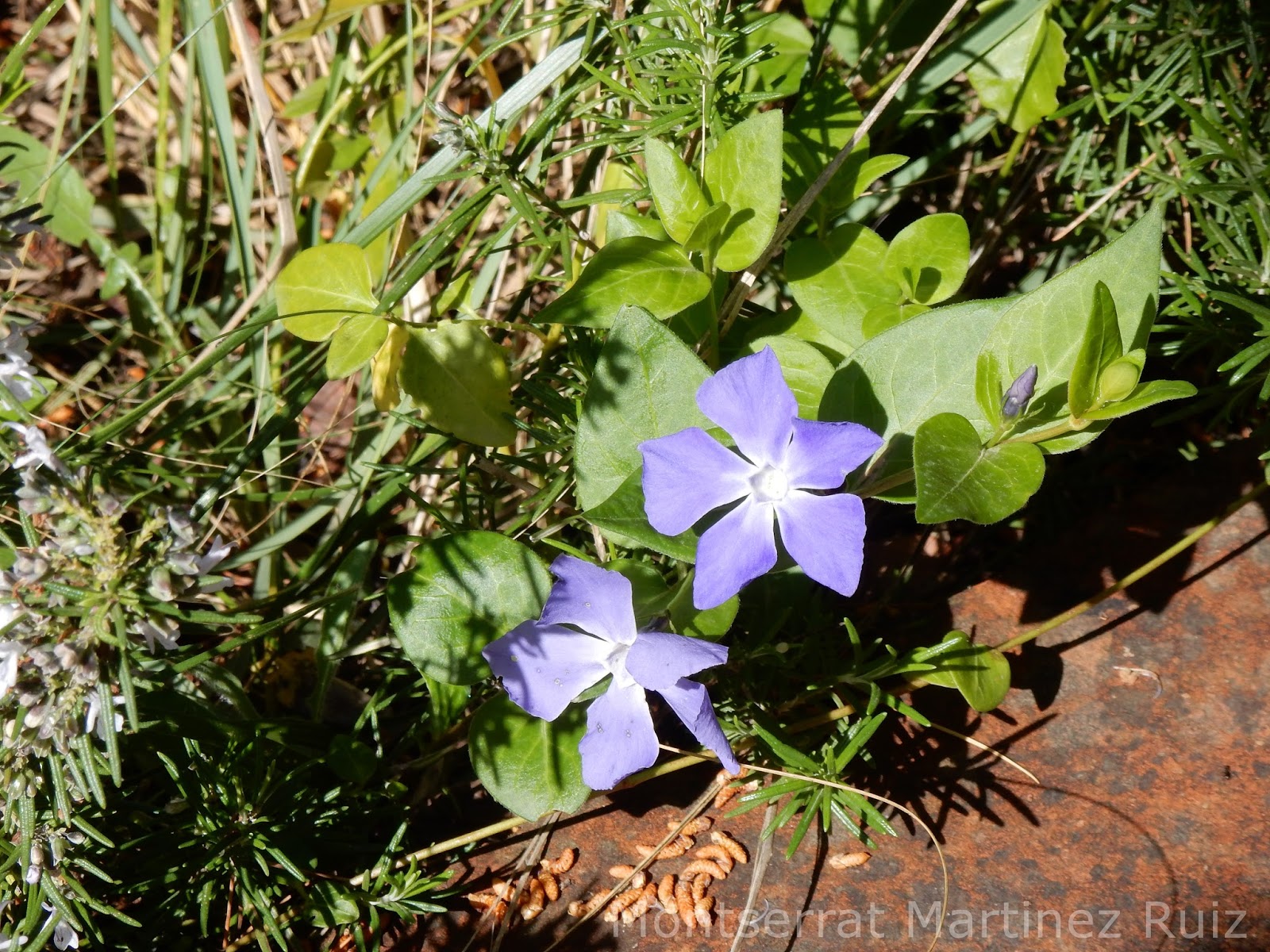 VINCA MAJOR ¿o es Vinca Minor? - BOTÀNIC SERRAT