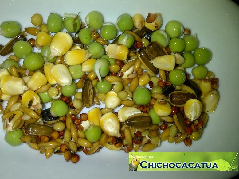 Chichocacatua: Semillas Germinadas.