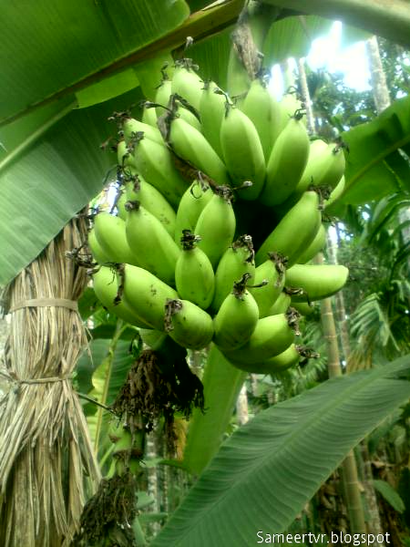 be creative, think nature and truth. My mobile blog: Poovan pazham, a ...