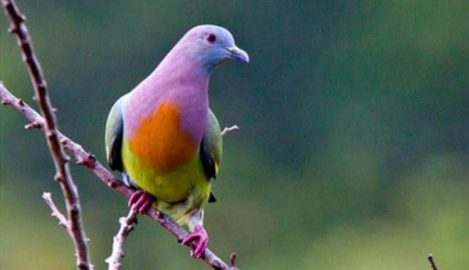 SI BUJANG – ASAL MULA BURUNG PUNAI » Budaya Indonesia