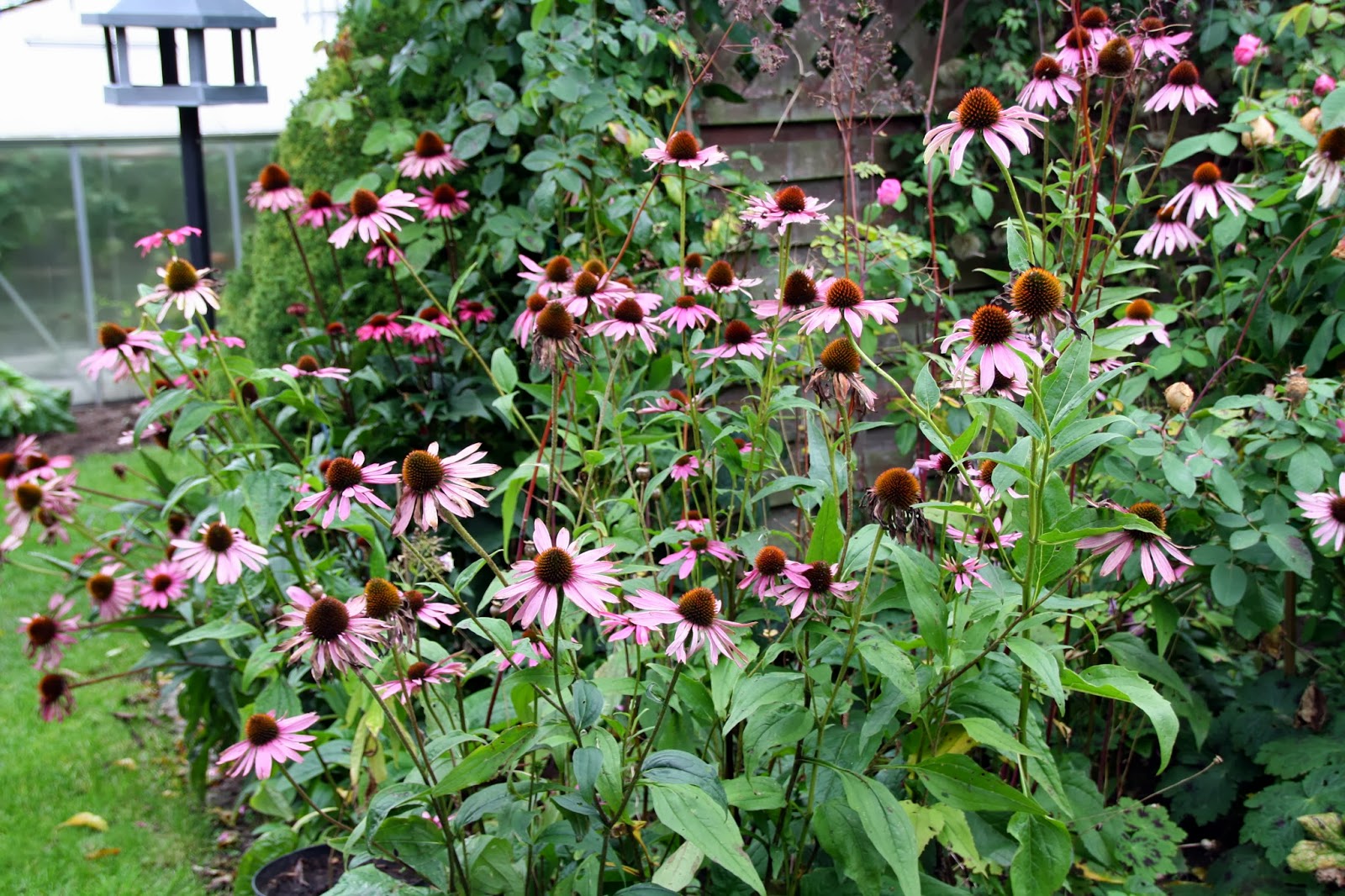 Frk. Anemone: Solhat Magnus