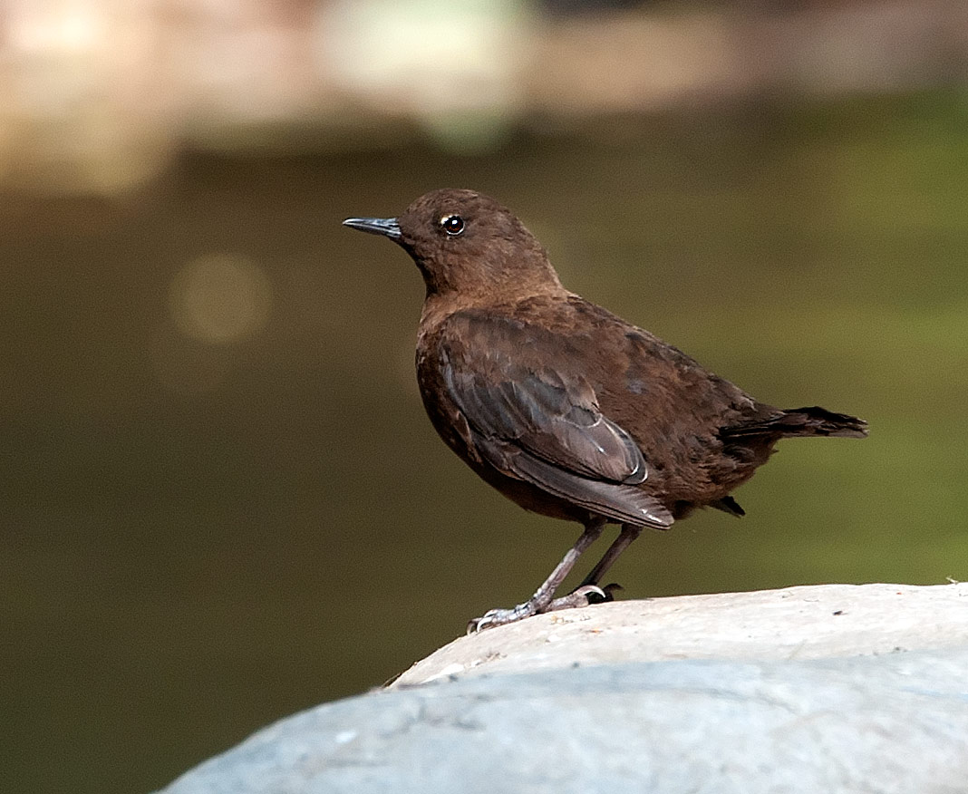 Indian Birds Photography: (delhibirdpix) Brown Dipper Cinclus pallasii ...