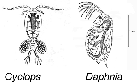 Old writer on the block: Small water animals