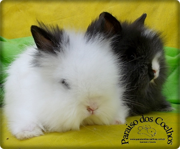 Teddy Dwerg Paraiso: Filhotes vendidos