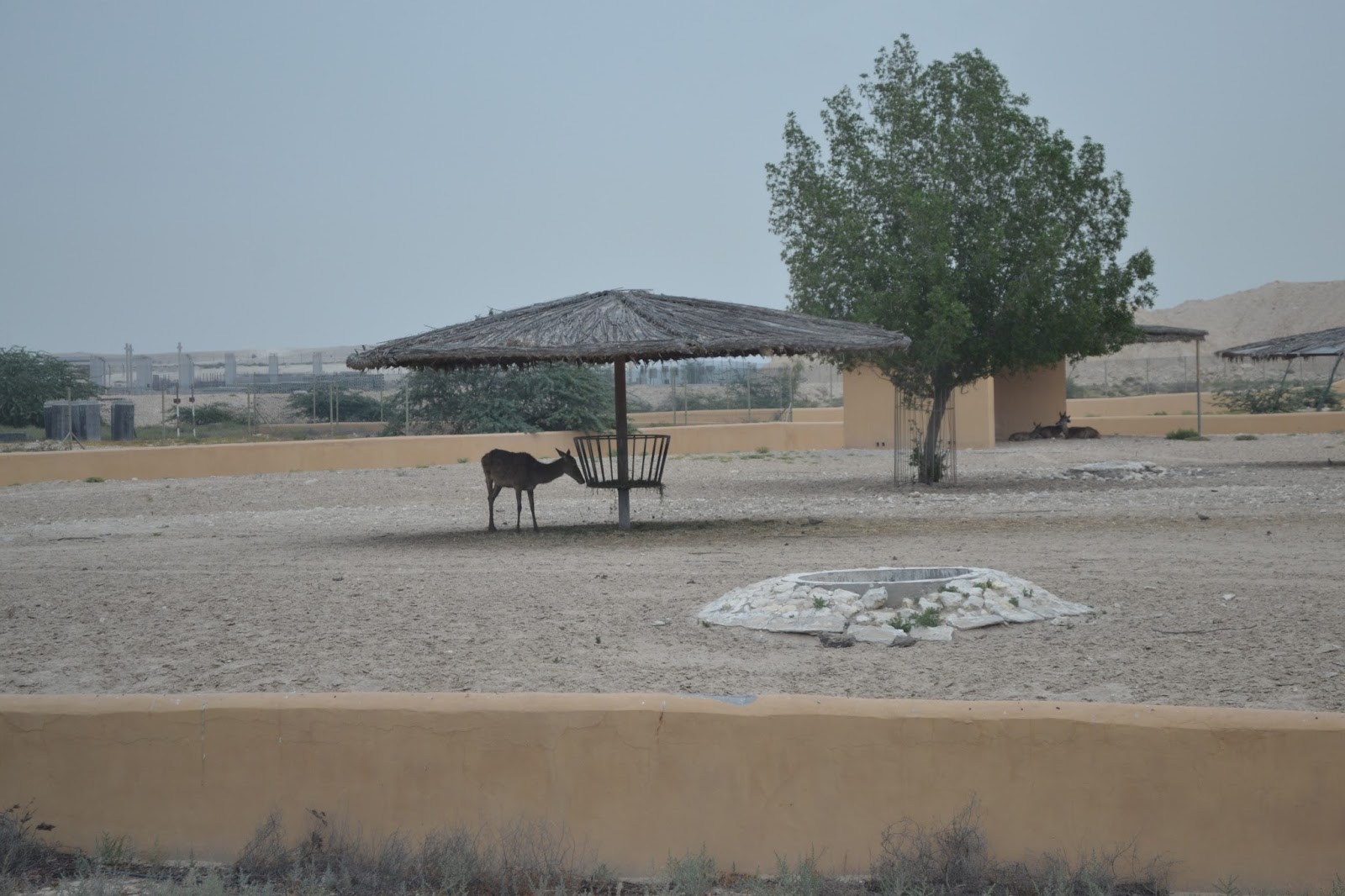 Al Areen Wildlife Park and Reserve- The Perfect Outdoor Spot
