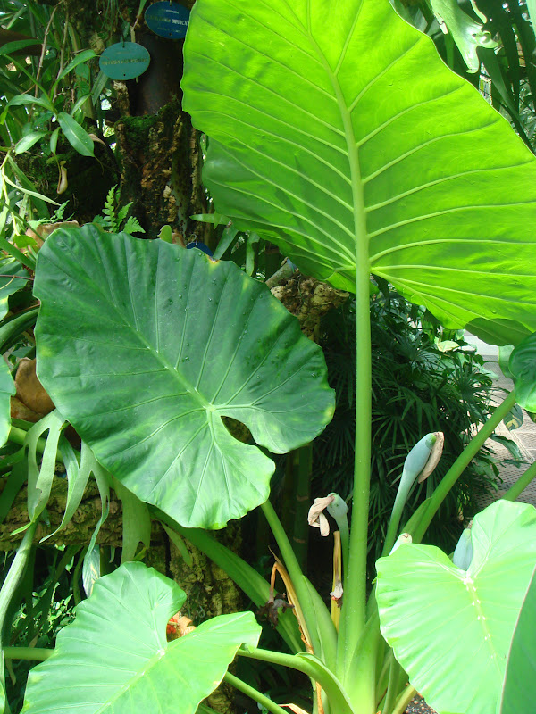 Fotografiando plantas: Marquesa