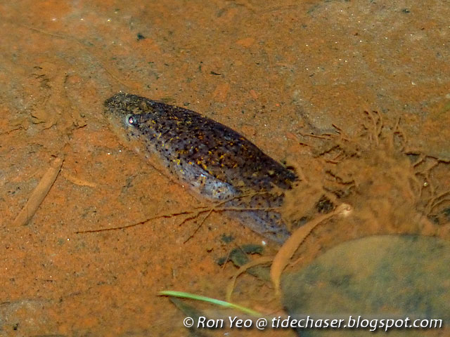 tHE tiDE cHAsER: Freshwater Ray-finned Fishes of Singapore