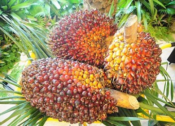 Komuniti Sawit: SEJARAH KEDATANGAN POKOK KELAPA SAWIT DI MALAYSIA