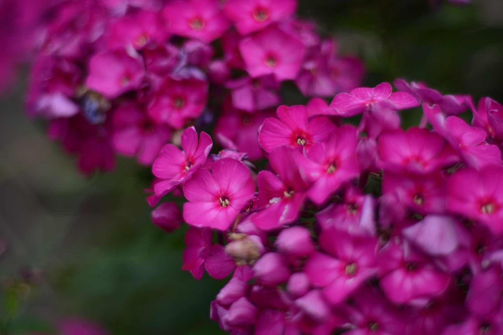 AZ Visual Memories: Nature in July