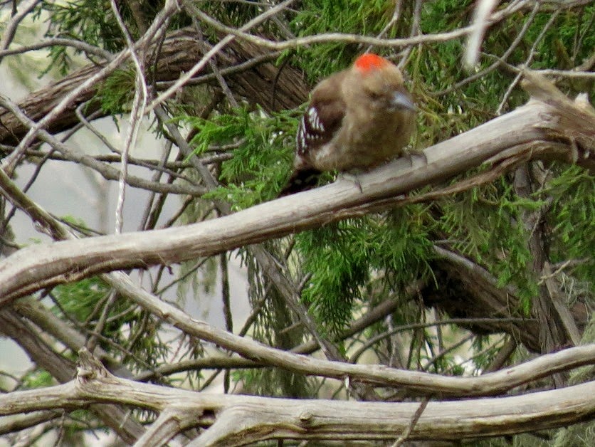Birding for a Lark: Raydah in May