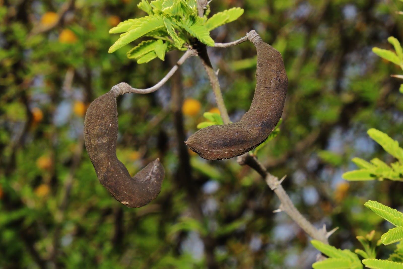 Biodiversity of Cyprus by NGO Protection of the Natural Heritage and ...