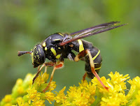 animals world-thitima