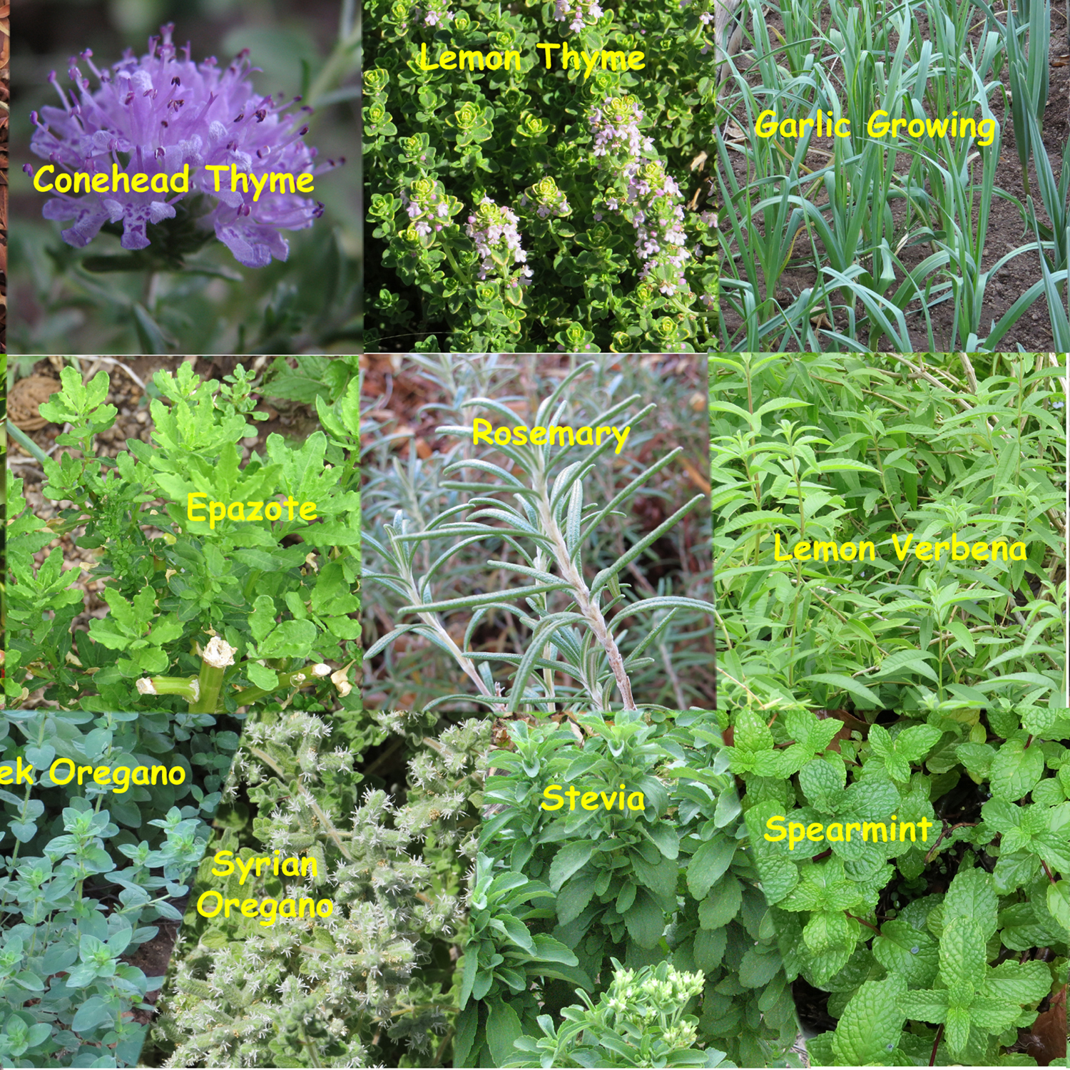 Edible Herbs, Flowers & Other Edibles - Grow Your Own Dinner!: 04/01 ...