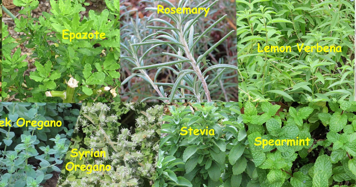 Edible Herbs, Flowers & Other Edibles - Grow Your Own Dinner!: National ...