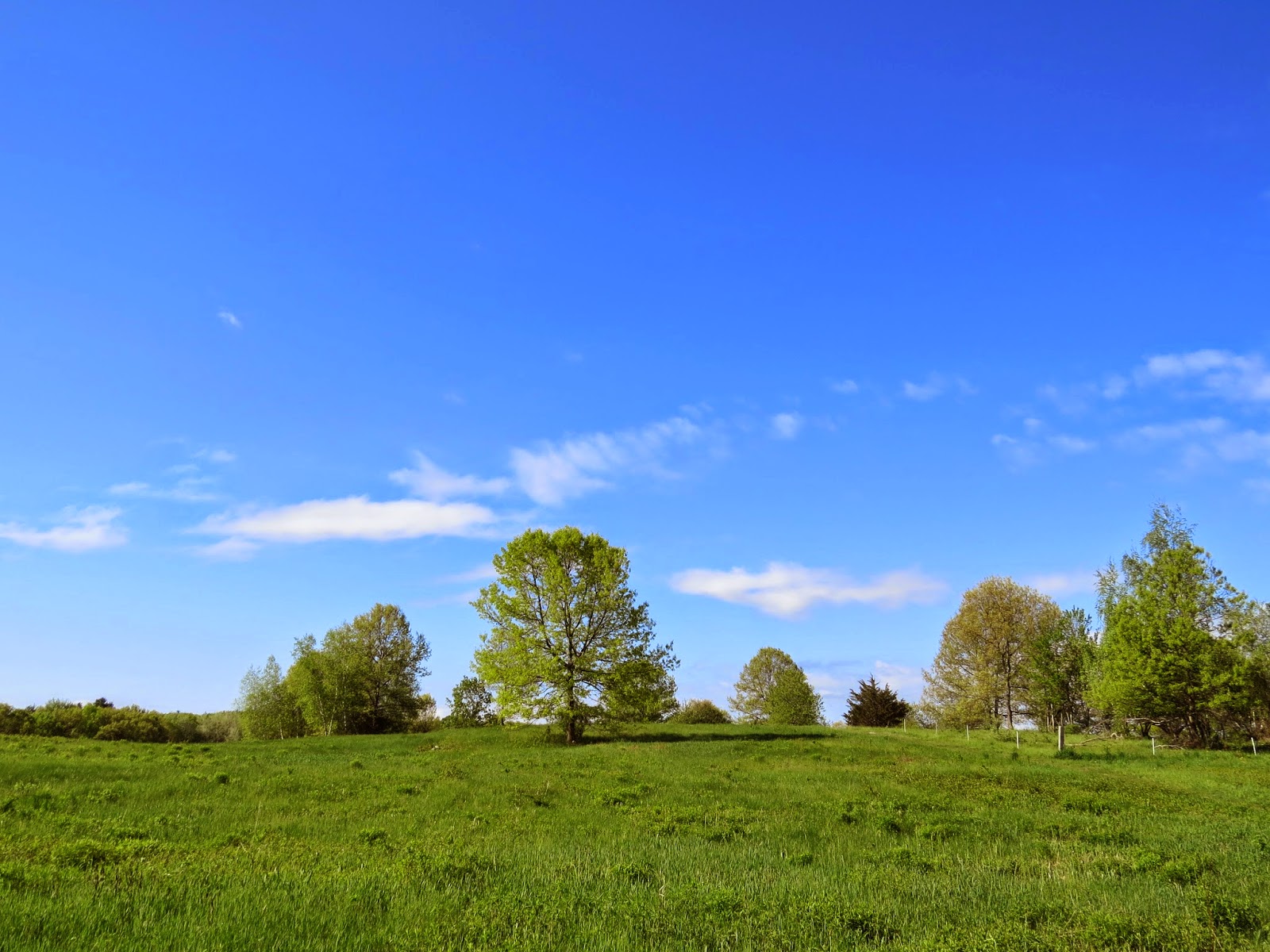 Things with Wings: Bobolinks at Breakneck Hill Conservation Land