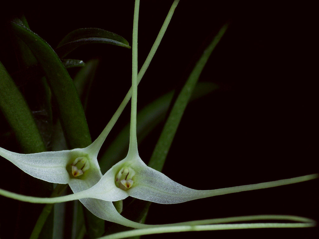 Masdevallia pumila care and culture | Travaldo's blog