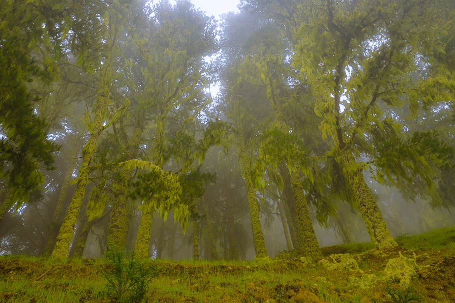 Tales of a southern forest