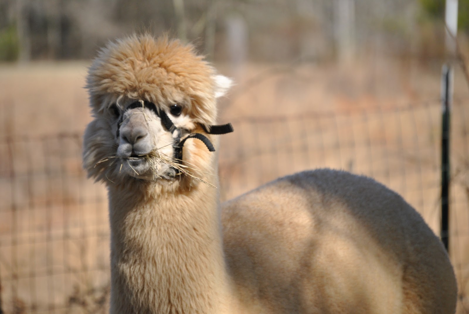 Stage Fright Jitters