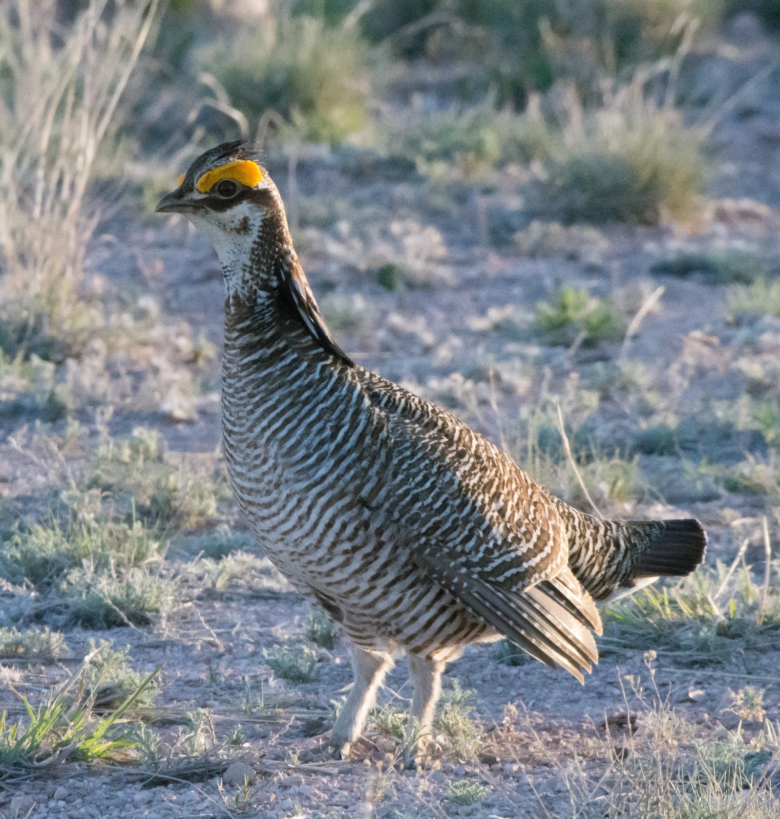 Gordon's Birding Adventures: Lesser Prairie-Chicken - An Endangered Species