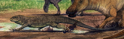 Prehistoric Beast of the Week: Palaeosaniwa: Beast of the Week