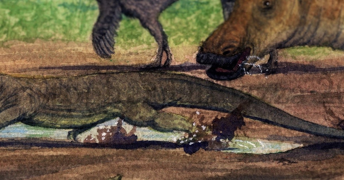 Prehistoric Beast of the Week: Palaeosaniwa: Beast of the Week