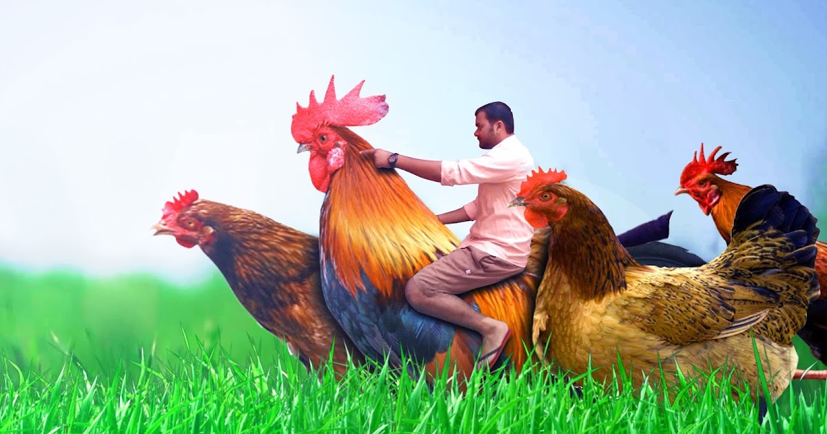 Siddharth Graphics Blog: rooster ride with his team