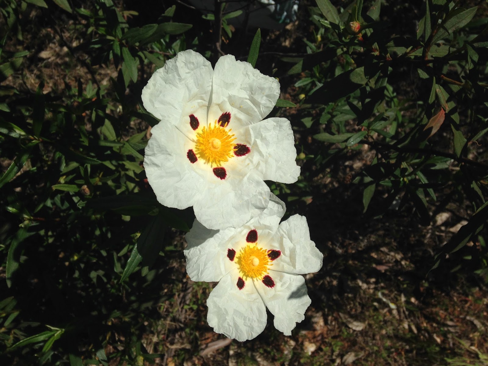 DIVERSIDADES: Flor da Esteva...!!!