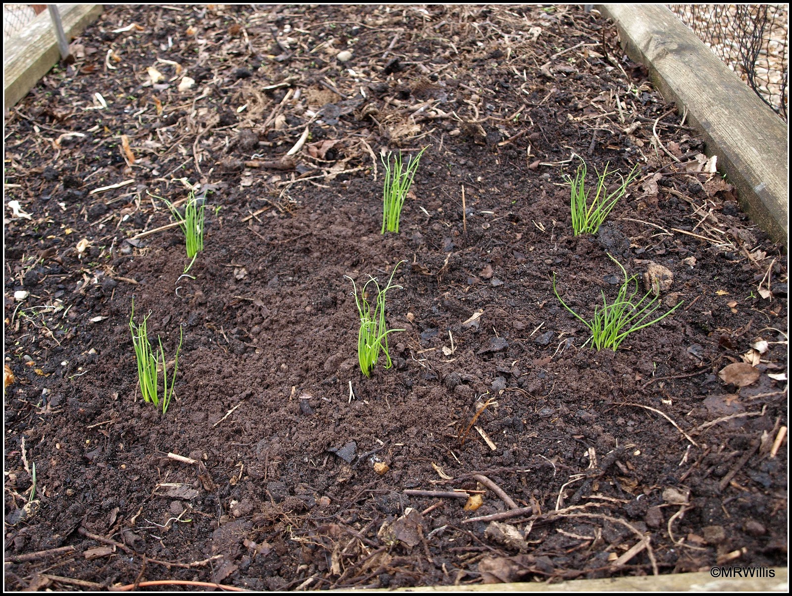 Mark's Veg Plot: Onions